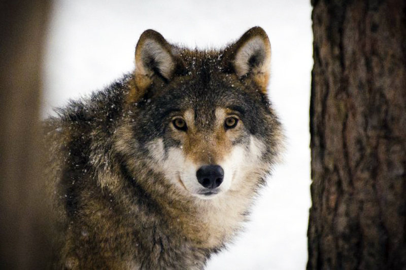 Le loup cherche la cohabitation - Agora Francophone, l'information ...