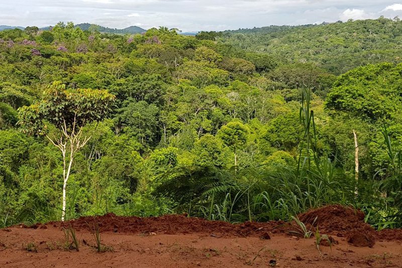 MALI : La forêt classée de Koulouba, le poumon vert de Bamako ...